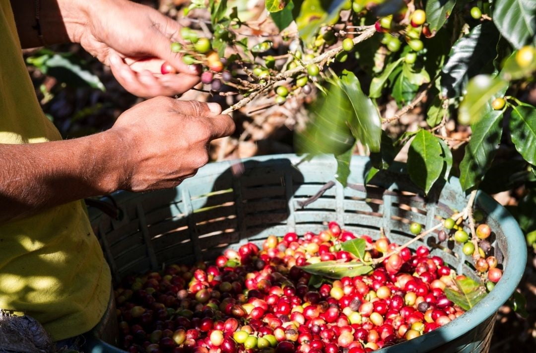Colombian Coffee, a Language of Export Quality – Mr Fox